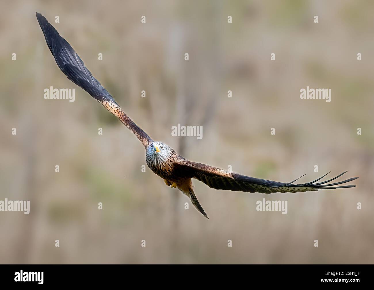 common red kite Stock Photo - Alamy