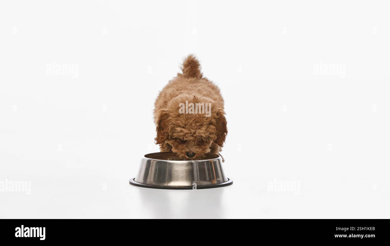Adorable dog, Maltipoo puppy with brown curly fur calmly standing and ...
