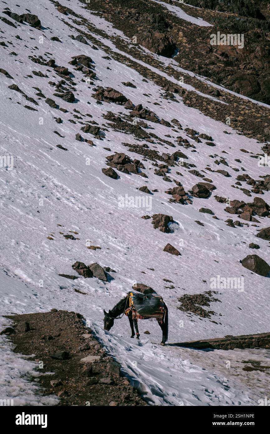 Traditional Mule Transport on Icy Trails of Toubkal Stock Photo - Alamy