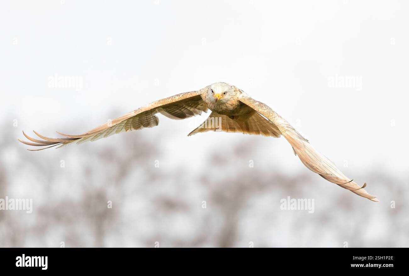 red white leucistic kite Stock Photo - Alamy