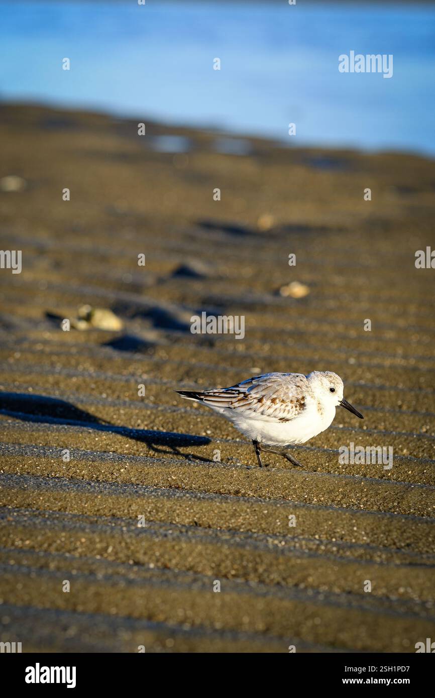 Sandpiper Bird Setting on Sandy Beach of Grass Stock Photo - Alamy