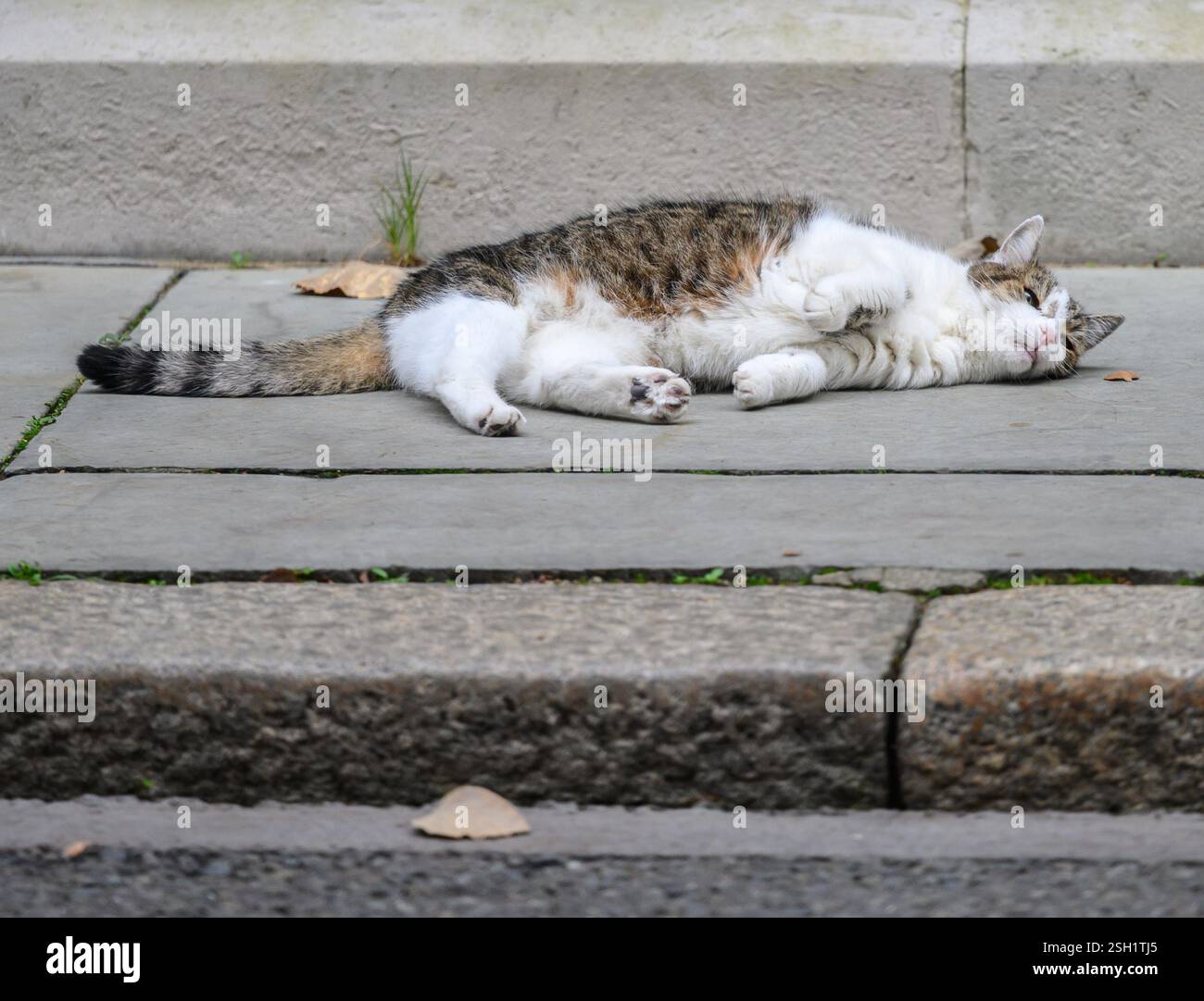 Larry the Cat - Chief Mouser to the Cabinet Office since 2011 - in ...