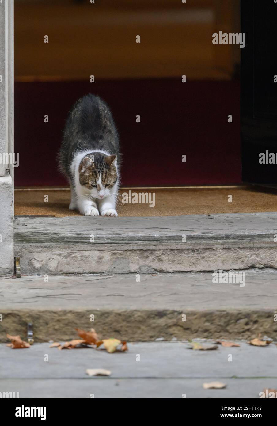 Larry the Cat - Chief Mouser to the Cabinet Office since 2011 - having ...