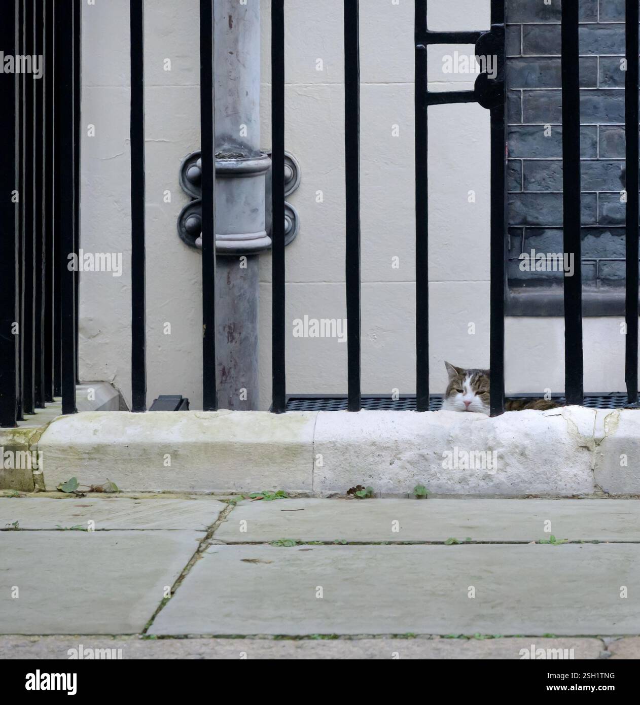 Larry the Cat - Chief Mouser to the Cabinet Office since 2011 - in his ...