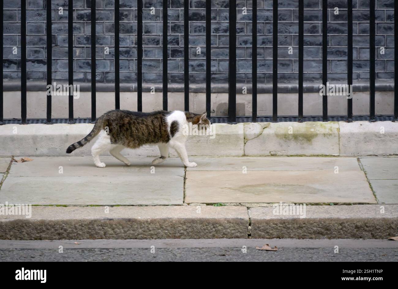 Larry the Cat - Chief Mouser to the Cabinet Office since 2011 - in ...