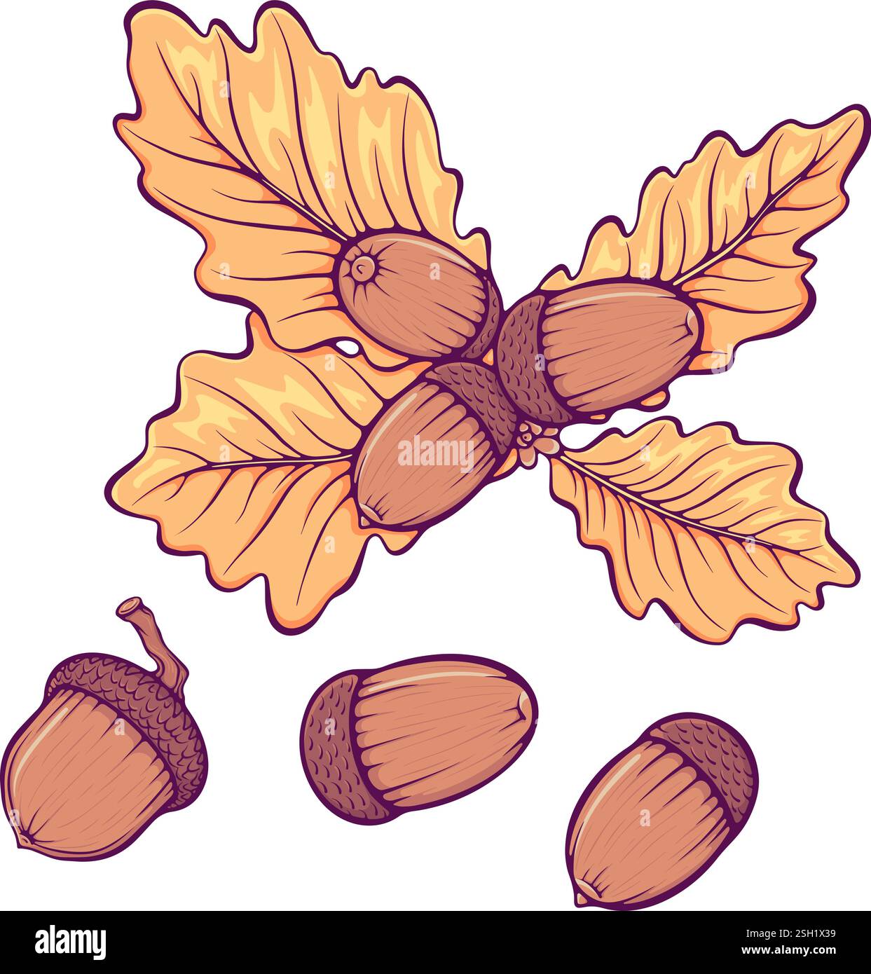 Acorns branch leaves white Stock Vector Images - Alamy