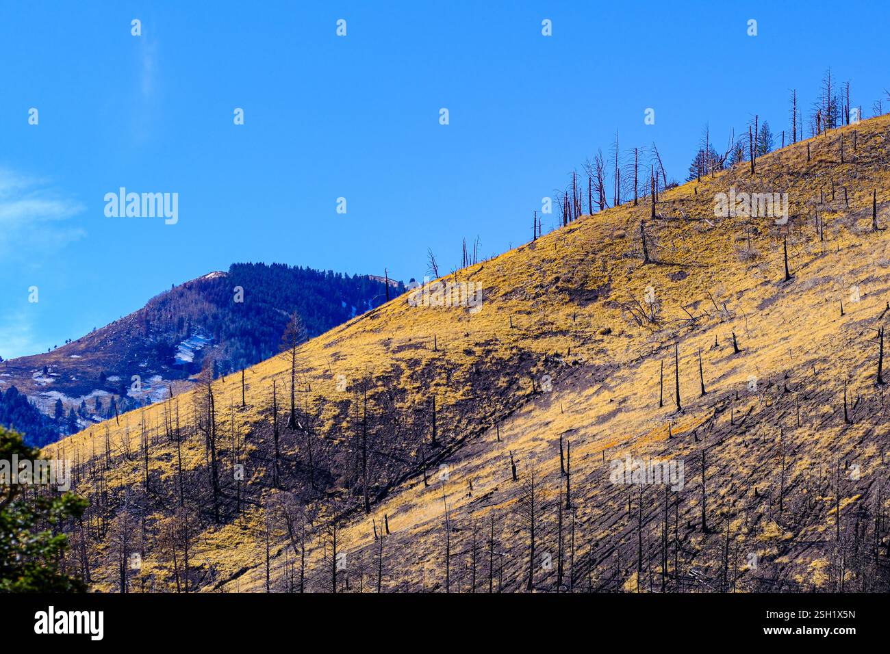 Sparse trees under hi-res stock photography and images - Alamy