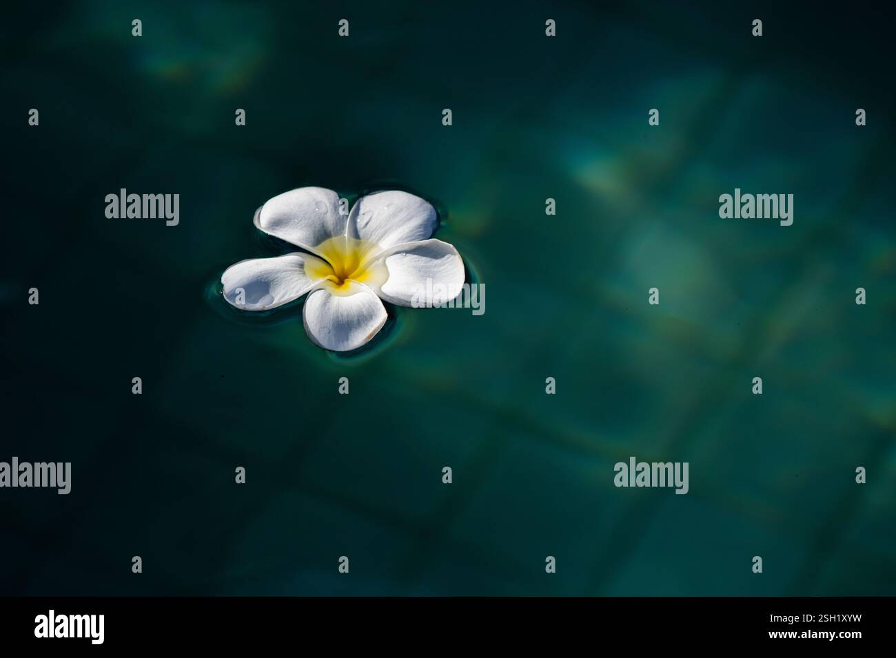 A lone, isolated perfect, white flower blossom with yellow center ...