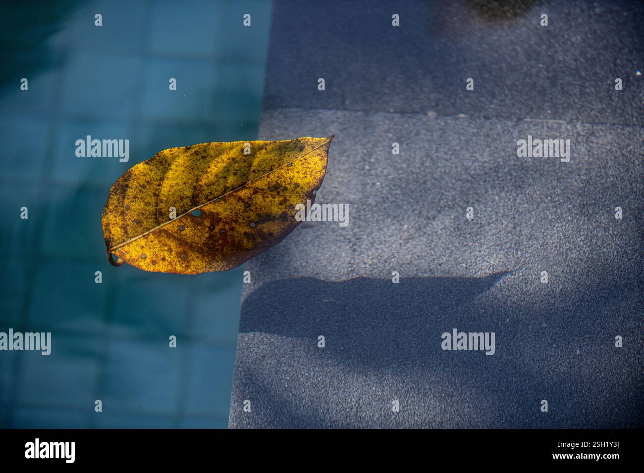 A single, isolated, yellow leaf floats in a pool as sunlight shimmers ...