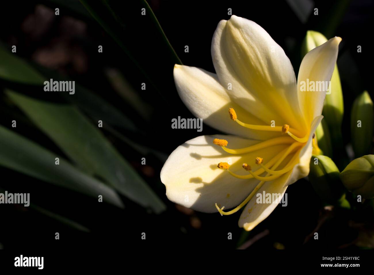 Close up view of the rare light yellow coloured Clivia flower, (Clivia ...