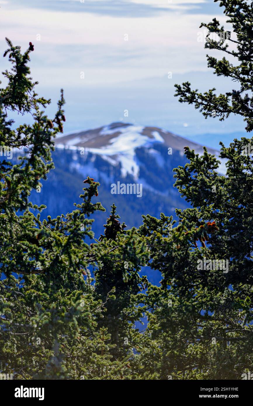 Snowy Mountain Peak Through Evergreen Frame Stock Photo - Alamy