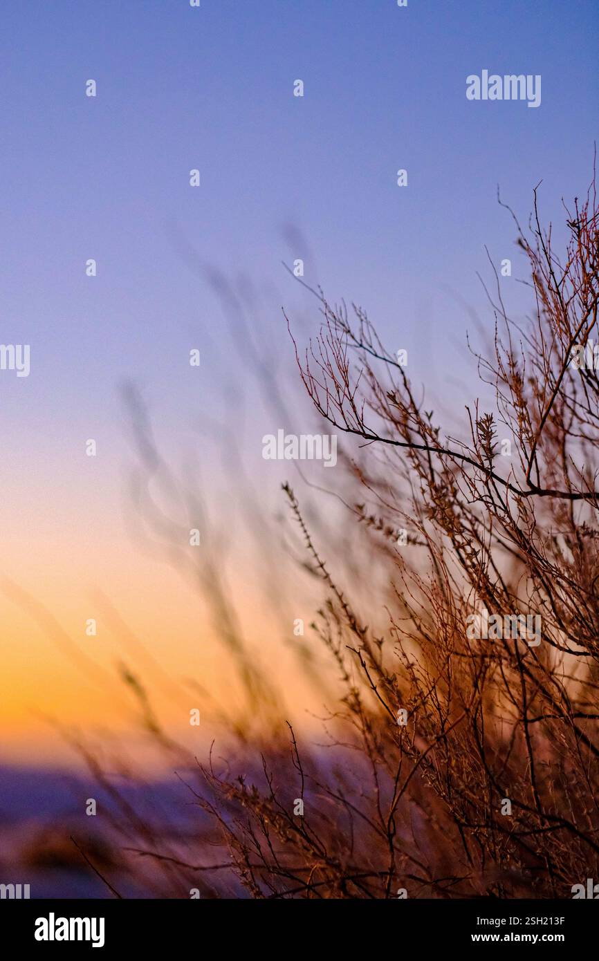 Desert Sunset Through the Branches Stock Photo - Alamy