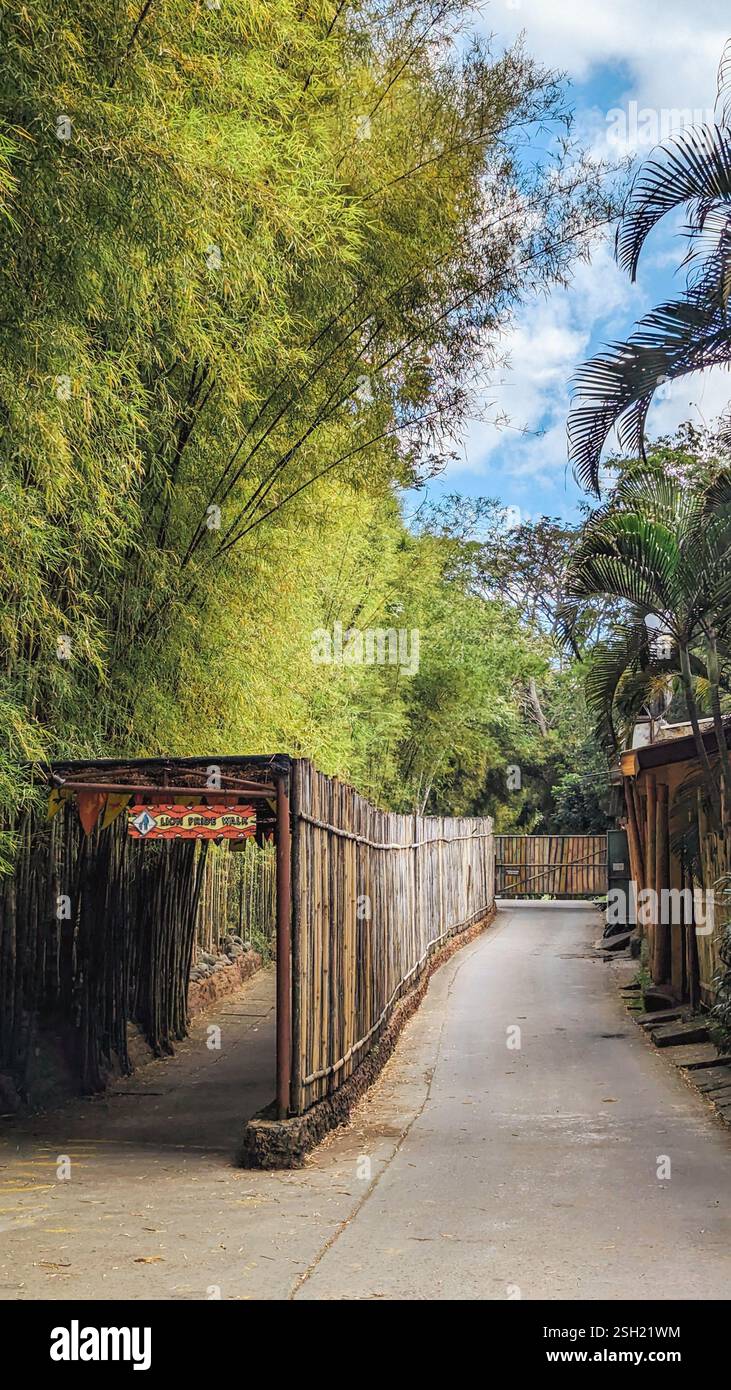 Lush tropical pathway hi-res stock photography and images - Alamy