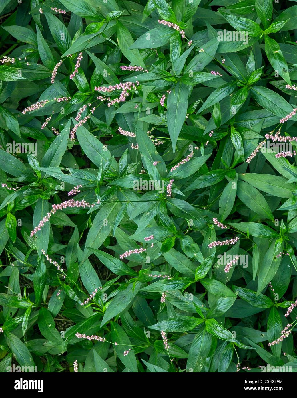 Green Leaves and Pink Flowers in Dense Patch Stock Photo - Alamy