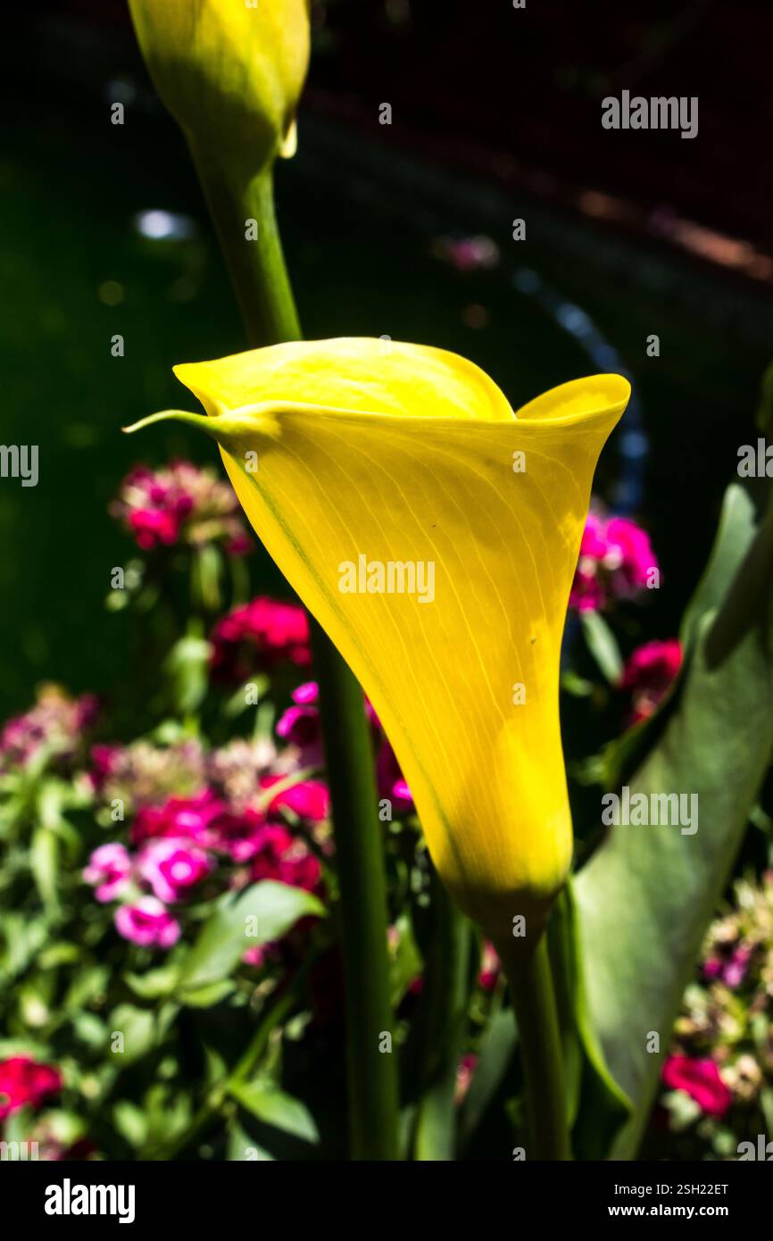 Yellow coloured arum lily hi-res stock photography and images - Alamy