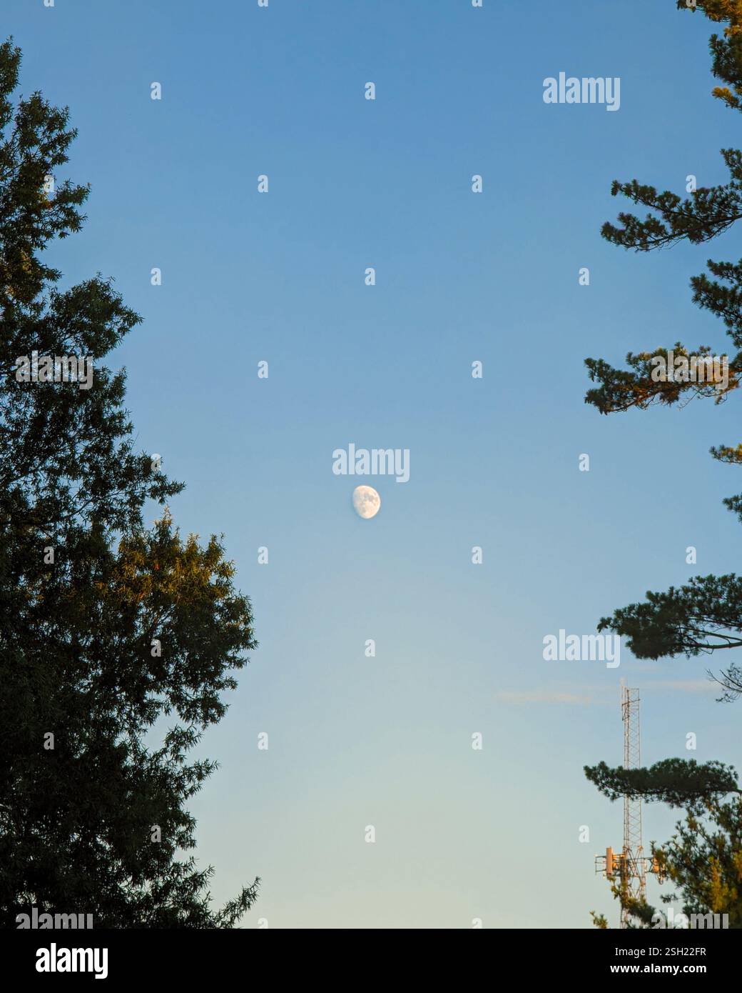 Crescent Moon Through the Trees Stock Photo - Alamy