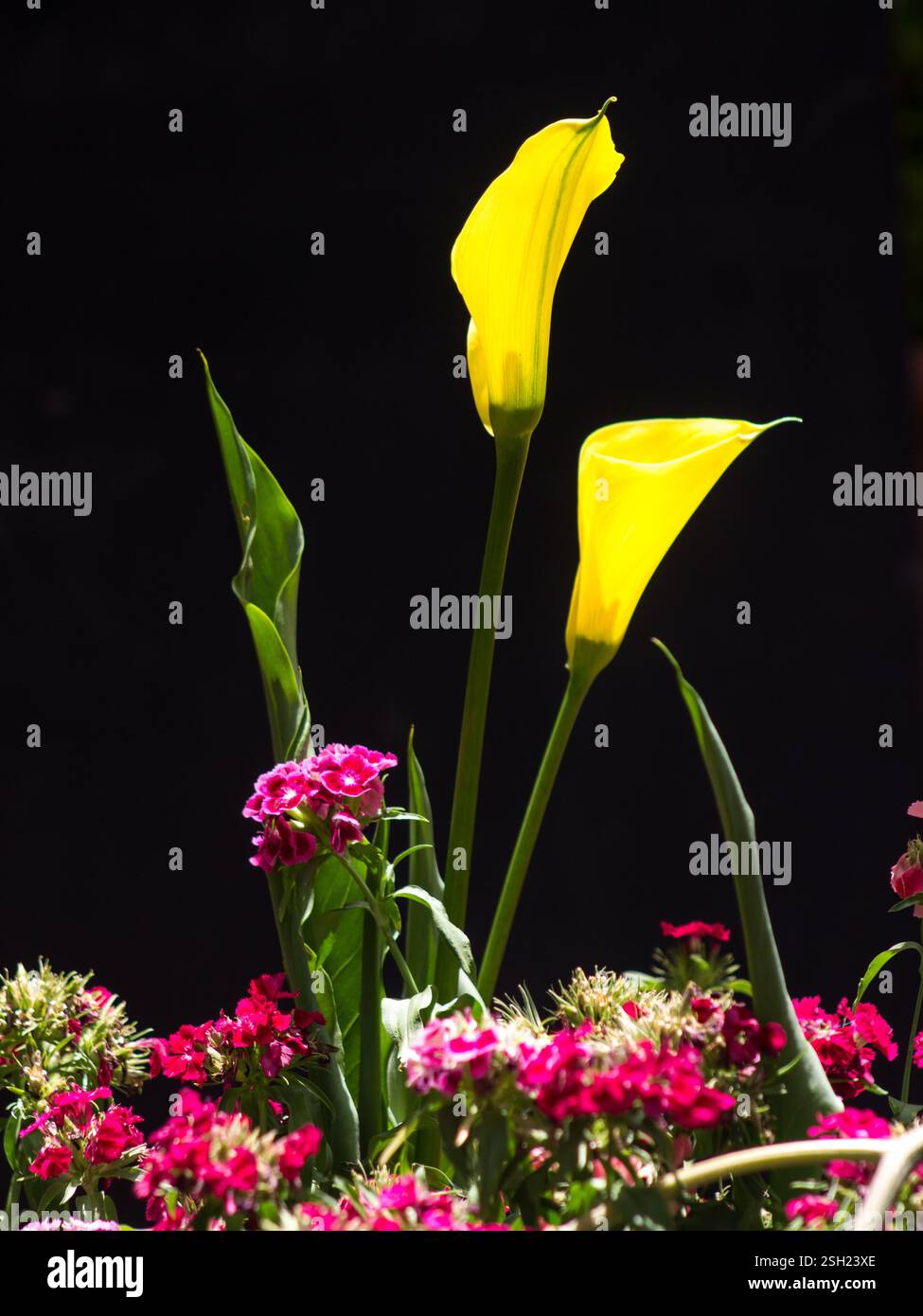 Flower bed of dark pink sweet Williams and yellow calla lilies in bloom ...