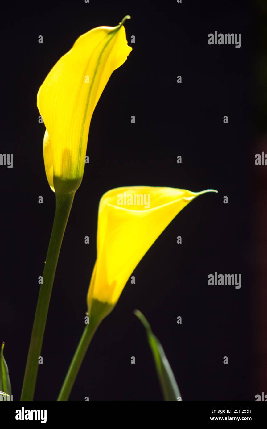 Dawrf calla lily hi-res stock photography and images - Alamy
