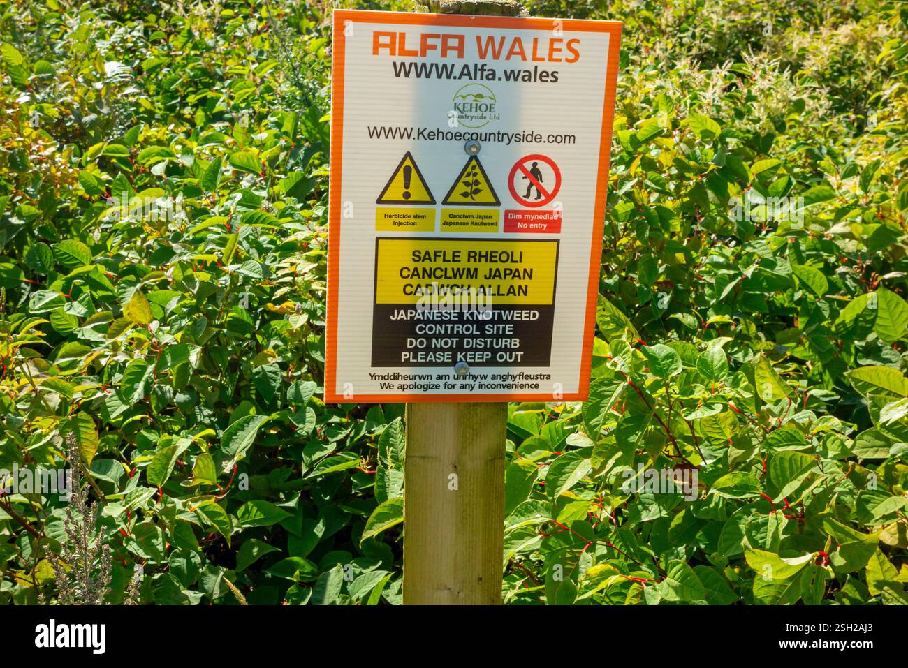 Sign warning of Japanese Knotweed or Reynoutria japonica a species of ...