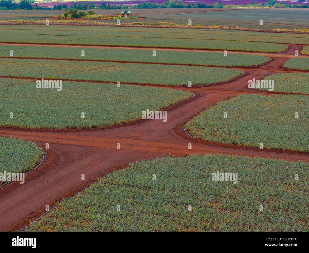 Aerial View of Pineapple Fields at Dole Plantation, Oahu, Hawaii Stock ...