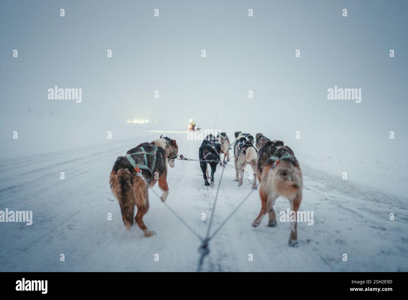 Husky dogs running on icy arctic road outside Longyearbyen, Svalbard ...