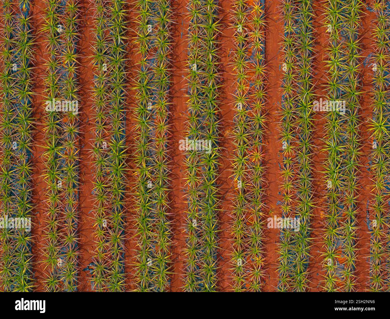 Aerial view pineapple plantation hi-res stock photography and images ...