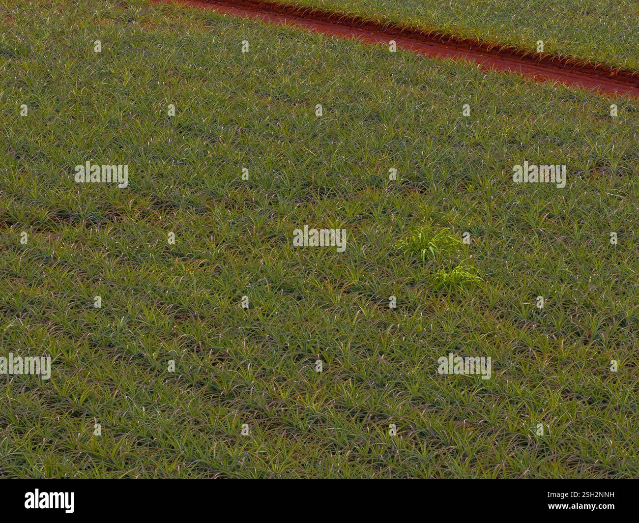 Pineapple Plantation with Red Dirt Path on Oahu Island, Hawaii Stock ...