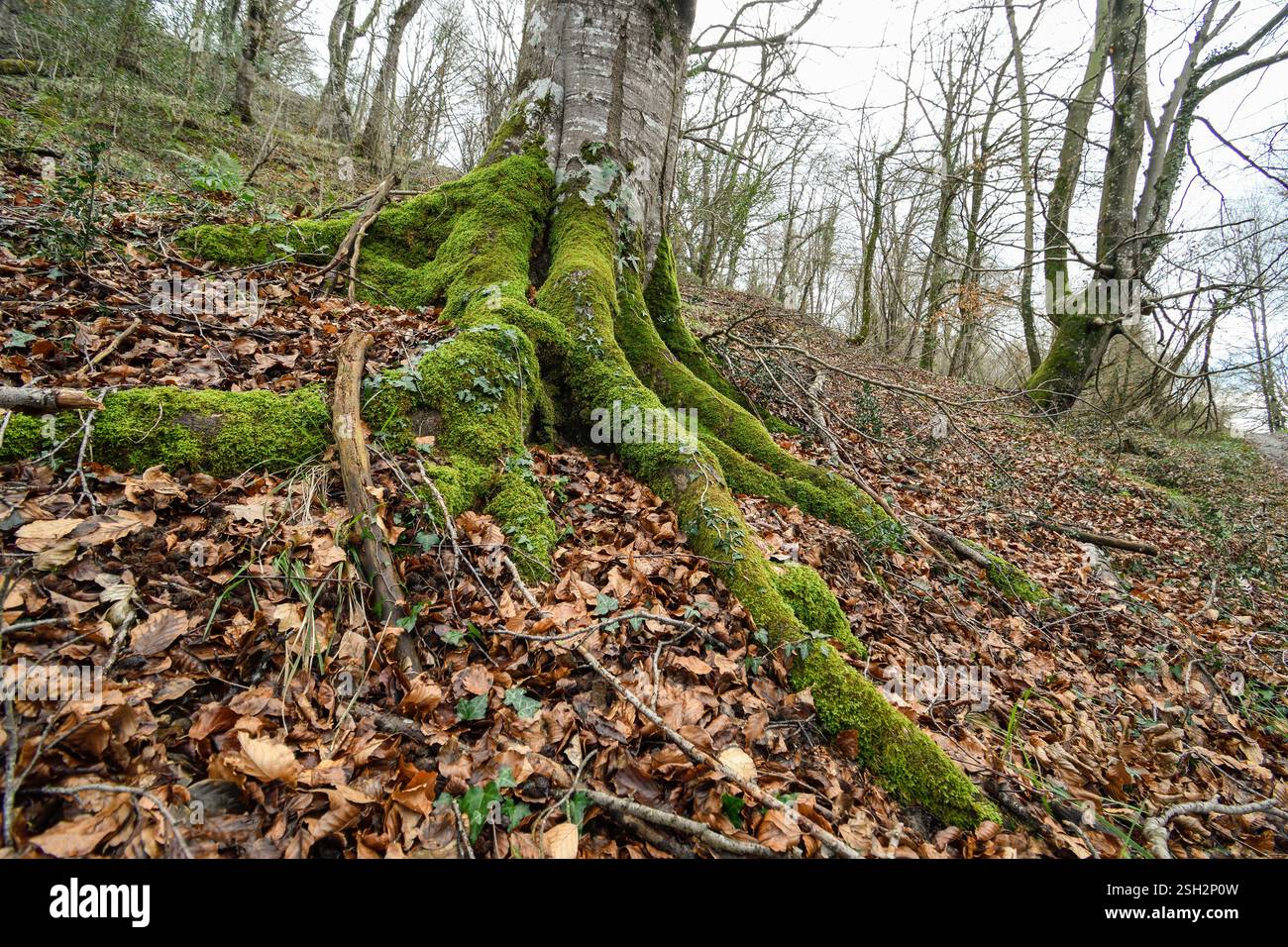 Detail of the roots of a beech tree Stock Photo - Alamy