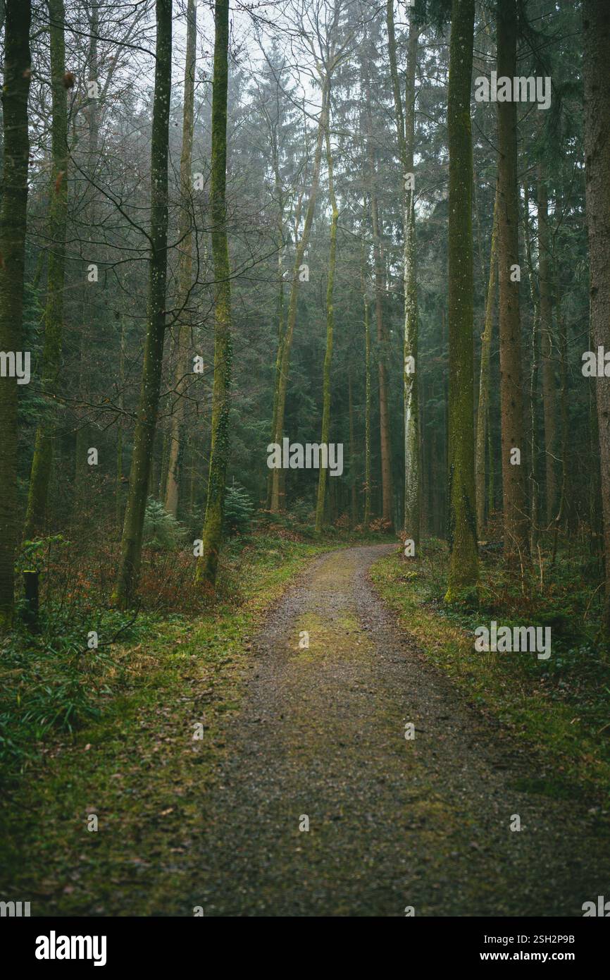 Path in woodland thick hi-res stock photography and images - Alamy