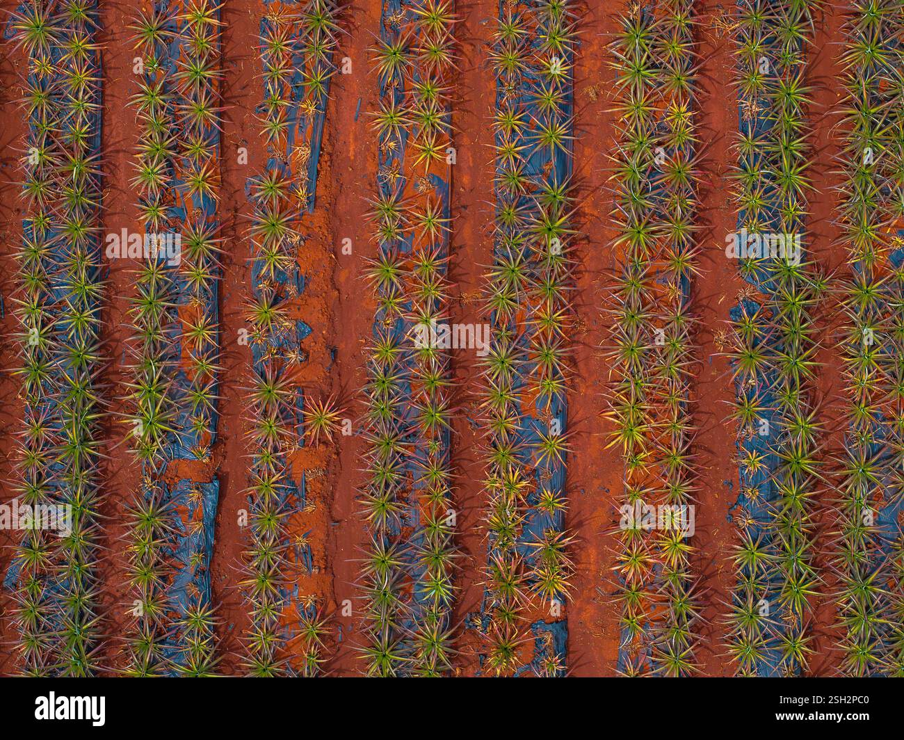 Aerial View of Pineapple Fields at Dole Plantation, Oahu, Hawaii Stock ...