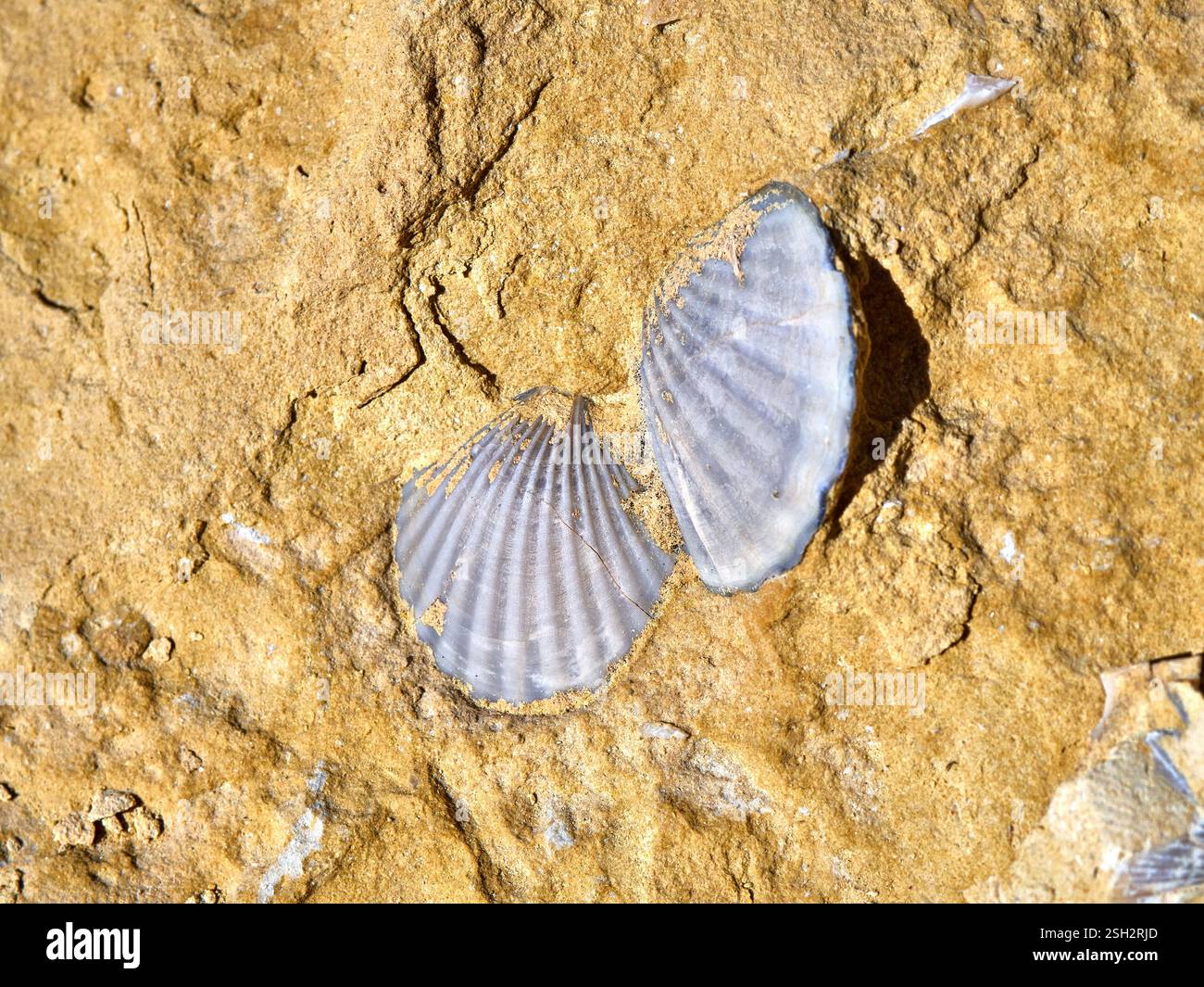 seashell on a rock in the wild, closeup of photo Stock Photo - Alamy