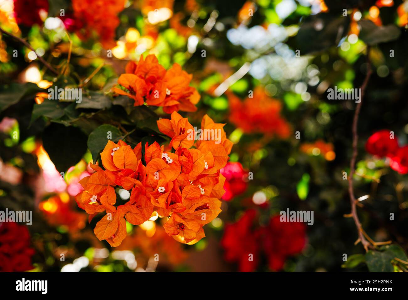 Details of Morocco flora, beautiful orange bougainvillea flower, close ...