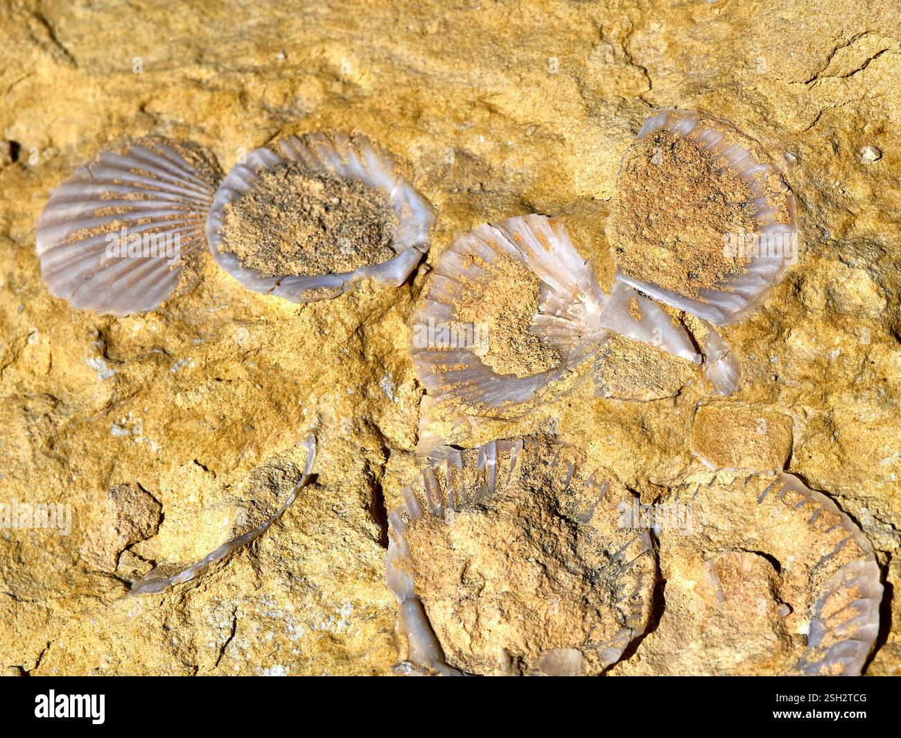 seashell on a rock in the wild, closeup of photo Stock Photo - Alamy