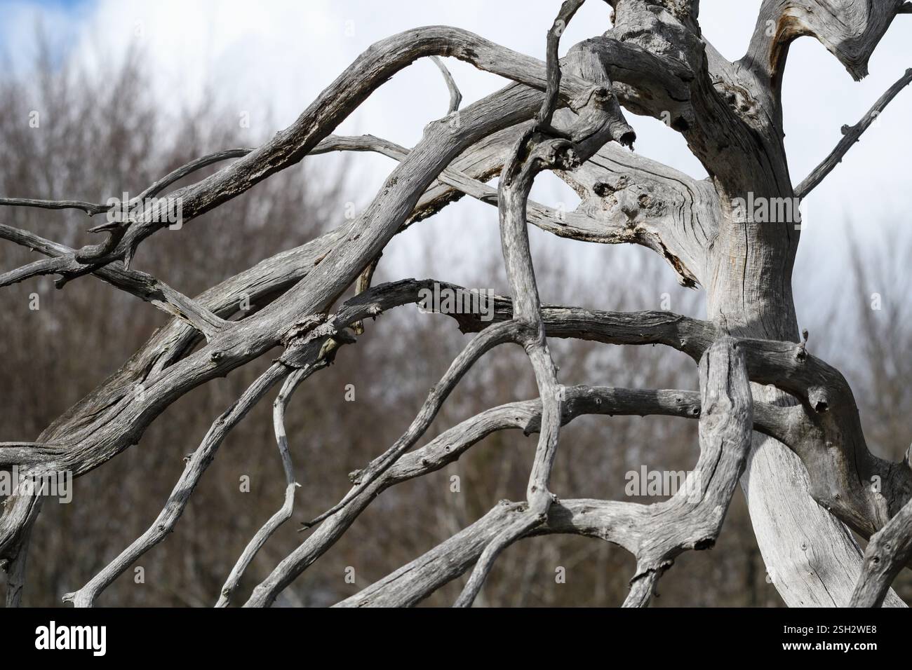 Dry branches of a tree Stock Photo - Alamy