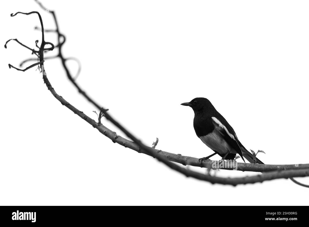 Bird in flight shot Black and White Stock Photos & Images - Alamy