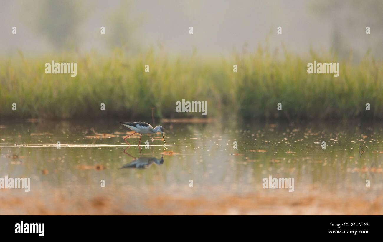 Black-winged stilt in the rice paddle field Stock Photo - Alamy