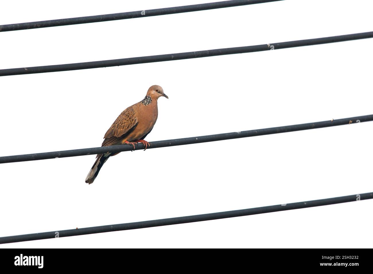 Migratory bird Cut Out Stock Images & Pictures - Alamy