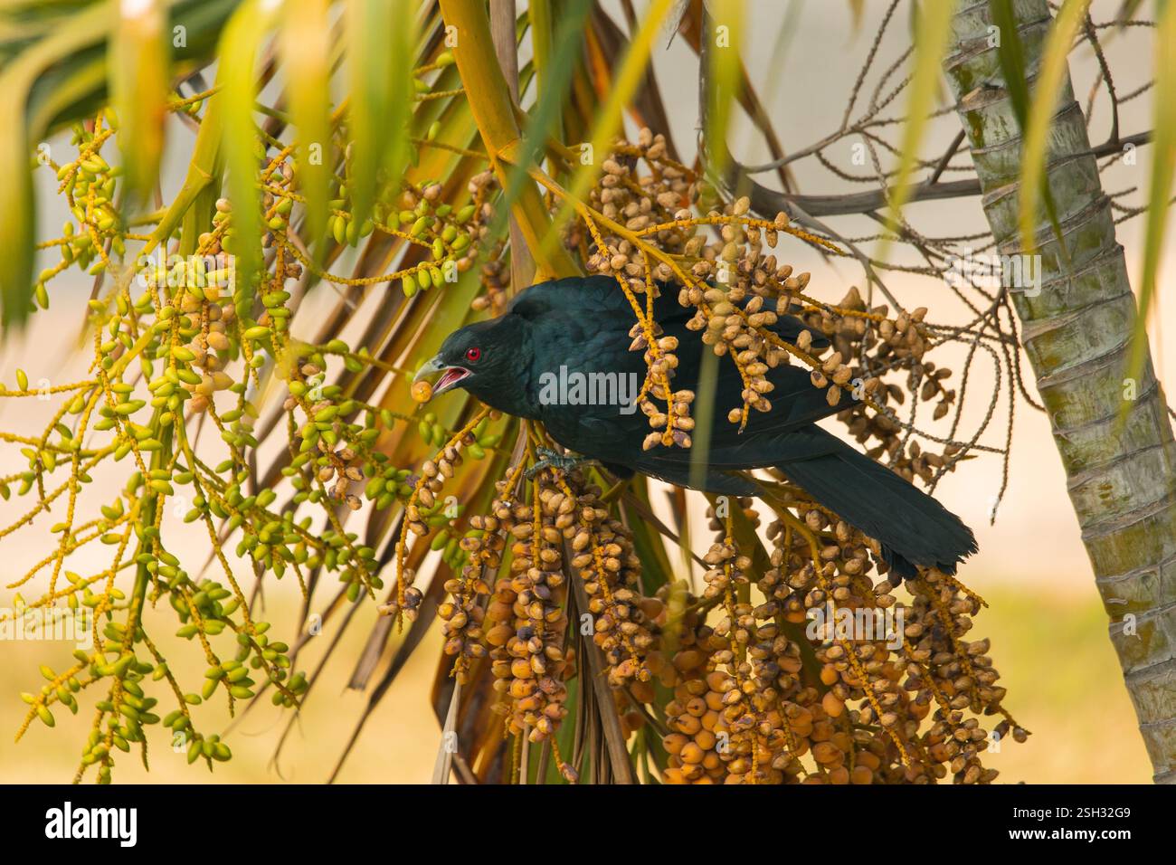 Asian bird species hi-res stock photography and images - Alamy