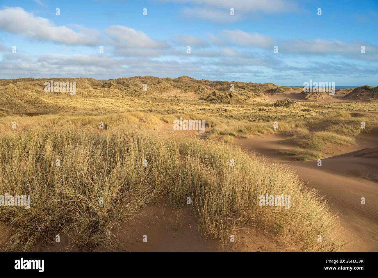 Forvie National Nature Reserve, Aberdeenshire, Scotland Stock Photo - Alamy