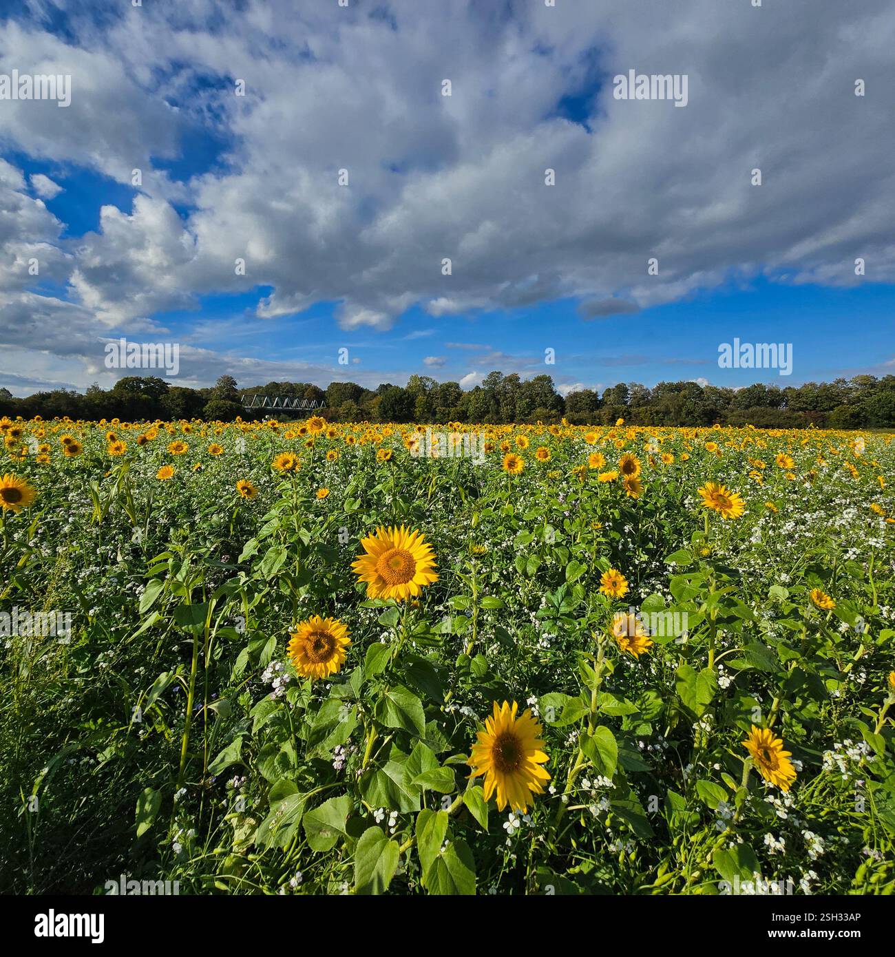 A beautiful field of vibrant sunflowers stretches endlessly under a ...