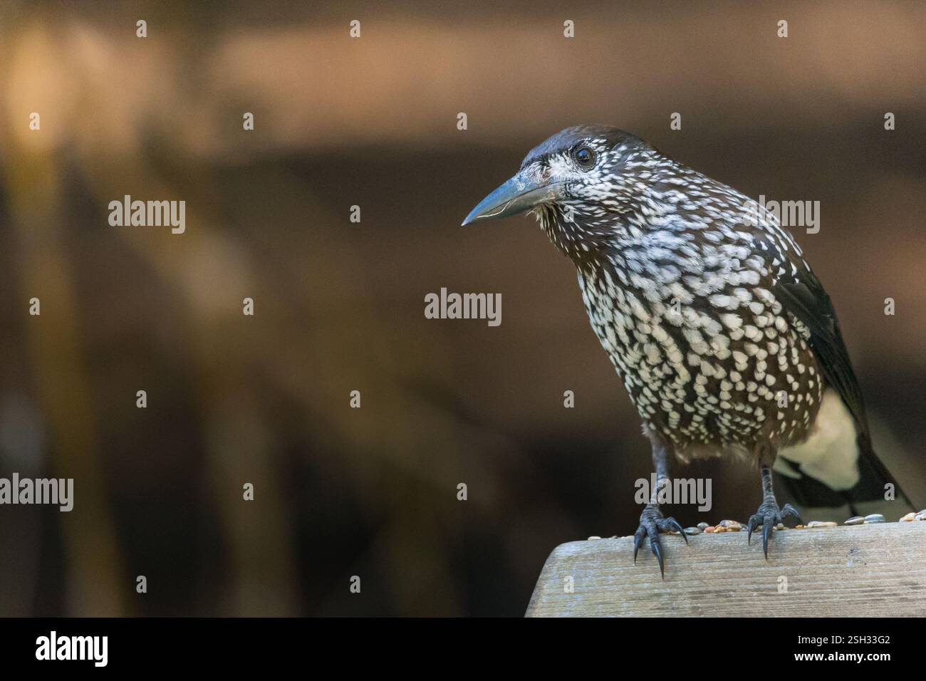 Nutcracker bird portrait Stock Photo - Alamy