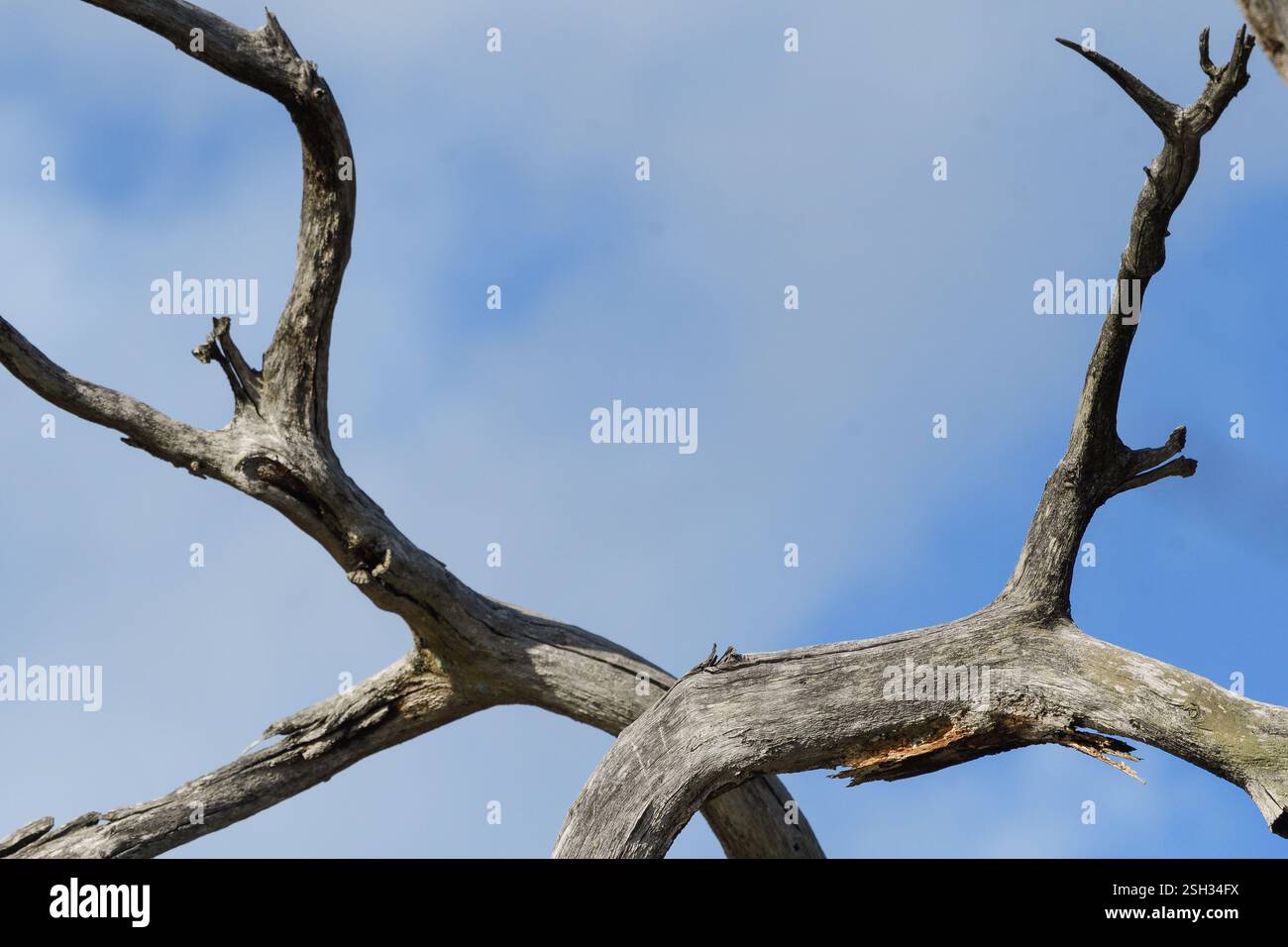 Dry branches of a tree Stock Photo - Alamy