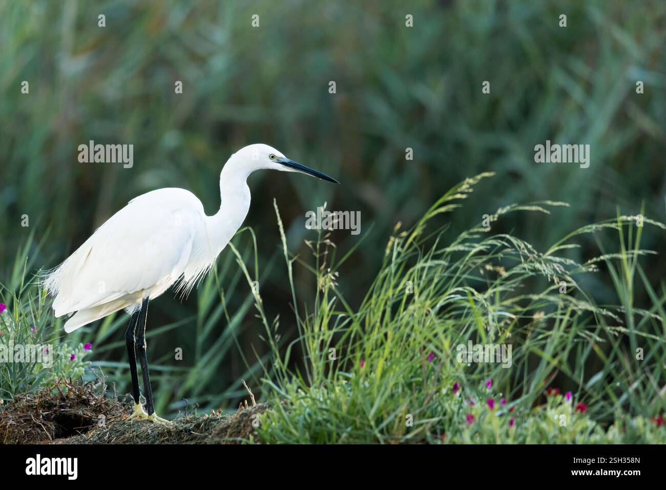 Sharp detailed egret hi-res stock photography and images - Alamy