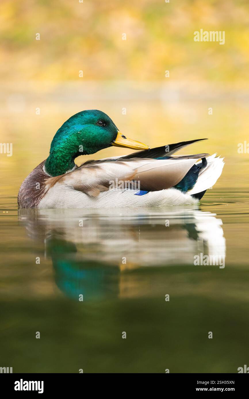 Beautiful Portrait of Mallard Stock Photo - Alamy