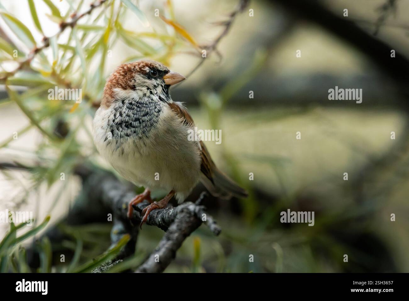 Migratory sparrow species hi-res stock photography and images - Alamy