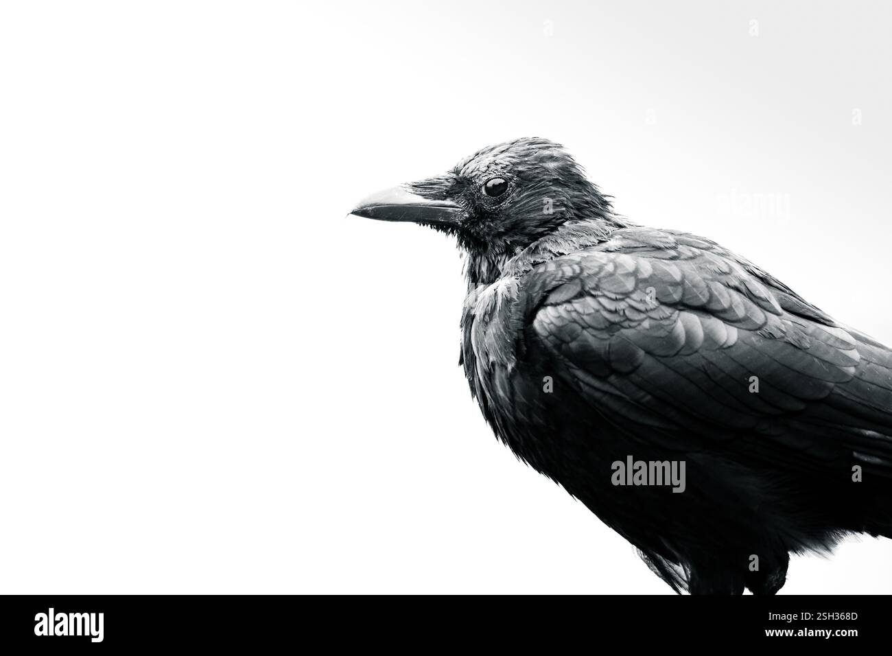 Crow in focus hi-res stock photography and images - Alamy