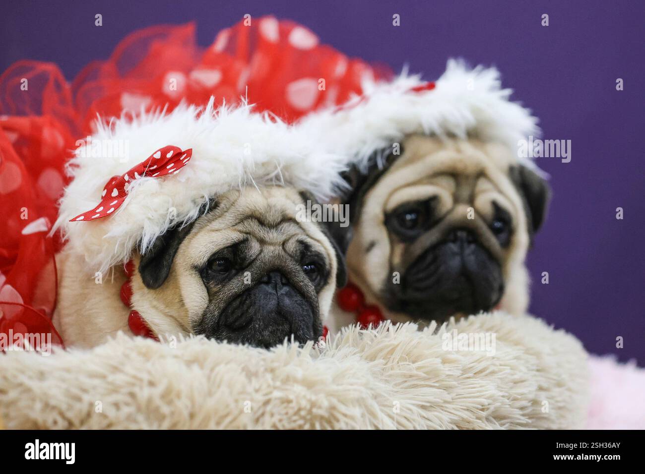 Pugs sit after being groomed in the benching area during the 149th ...