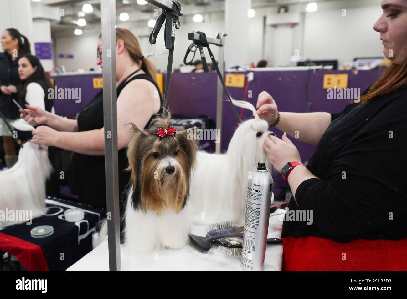 Dogs are groomed in the benching area during the 149th Westminster ...