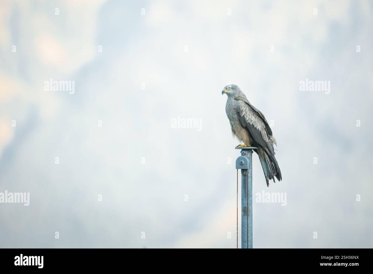 A Black Kite raptor bird portrait Stock Photo - Alamy