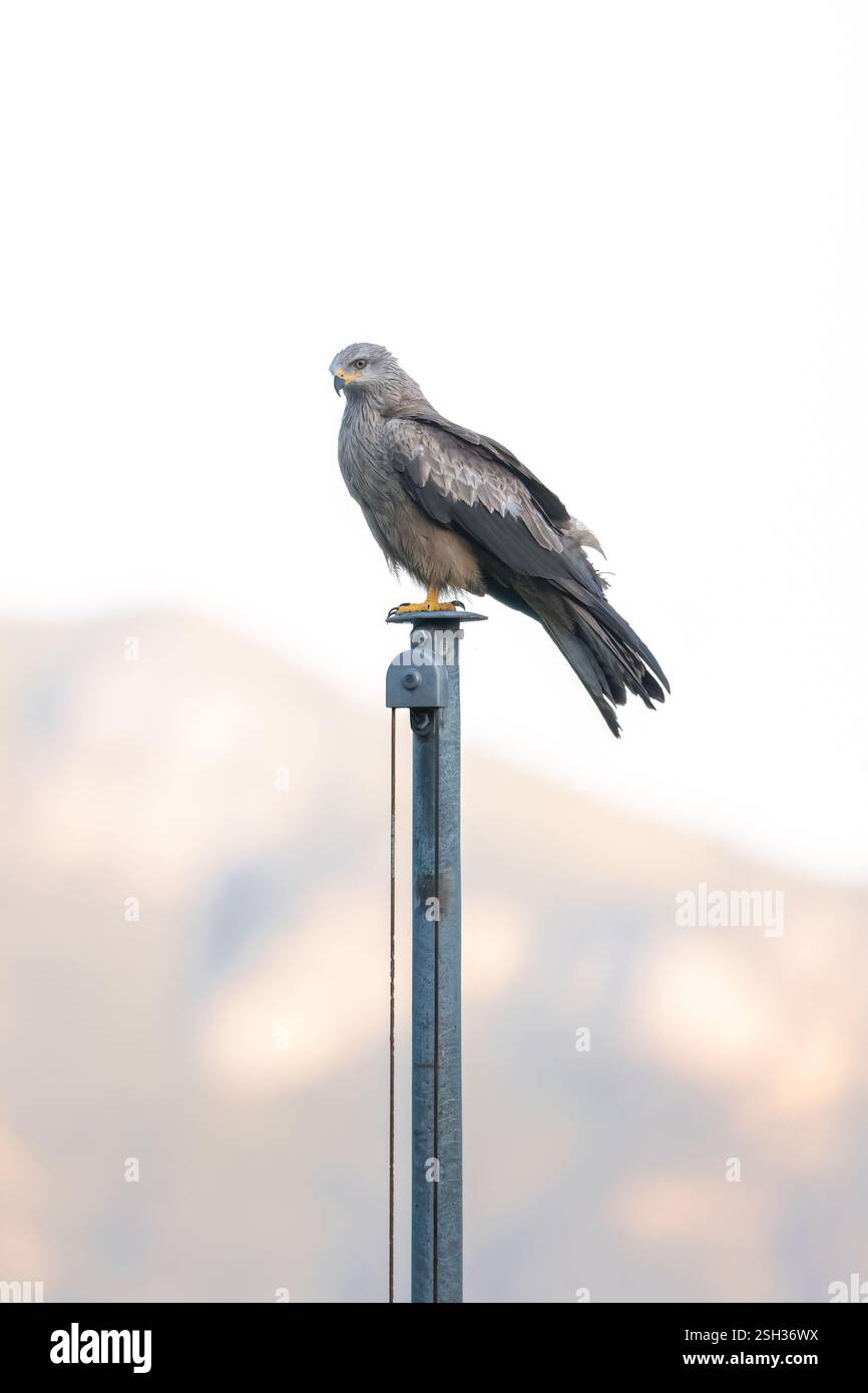 A Black Kite raptor bird portrait Stock Photo - Alamy